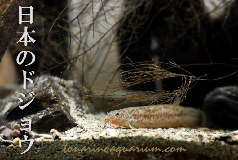 日本のドジョウ飼育！初心者からおすすめできる淡水魚 - となりのアクアリウム